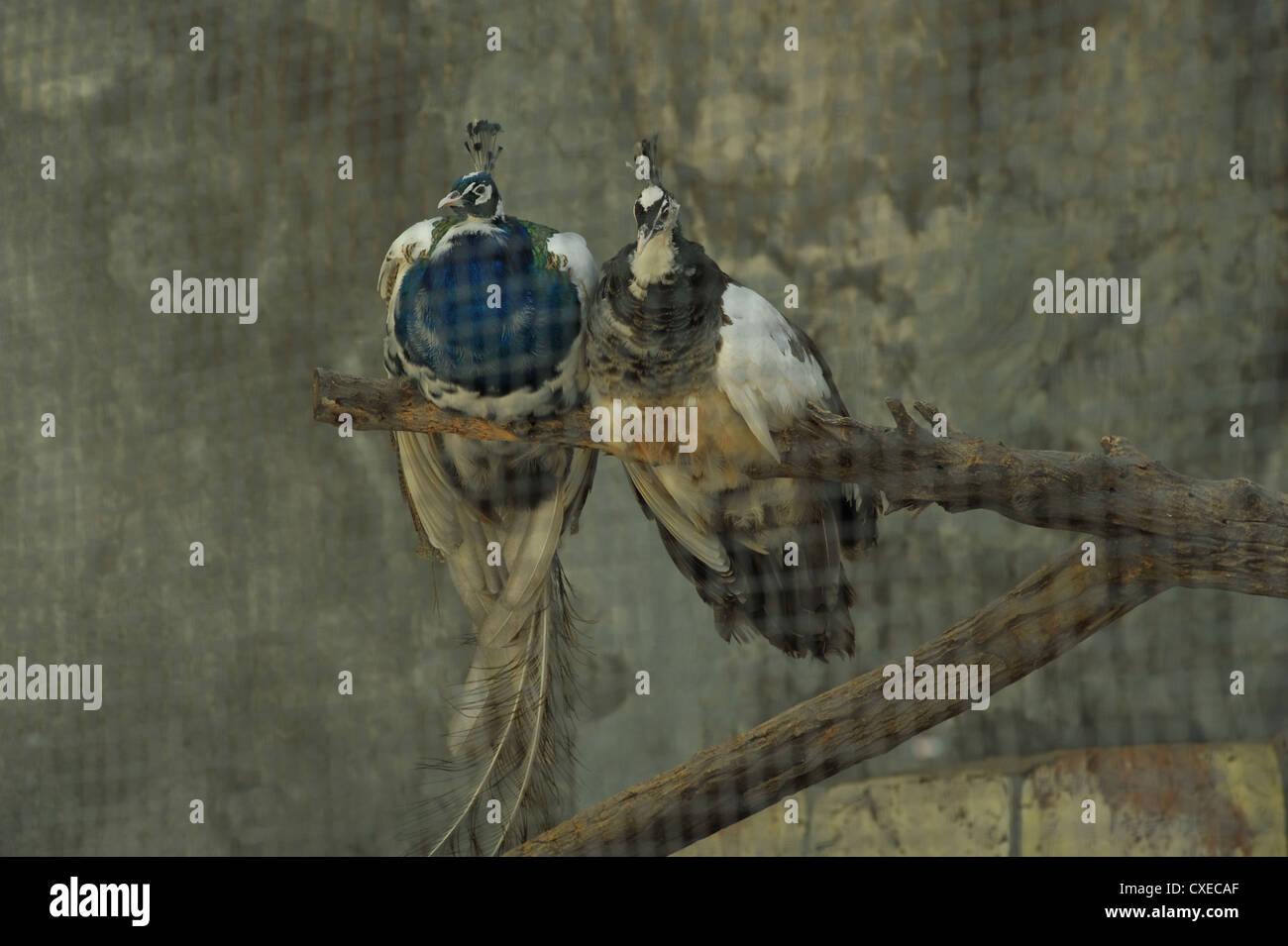 Pavlin hi-res stock photography and images - Alamy