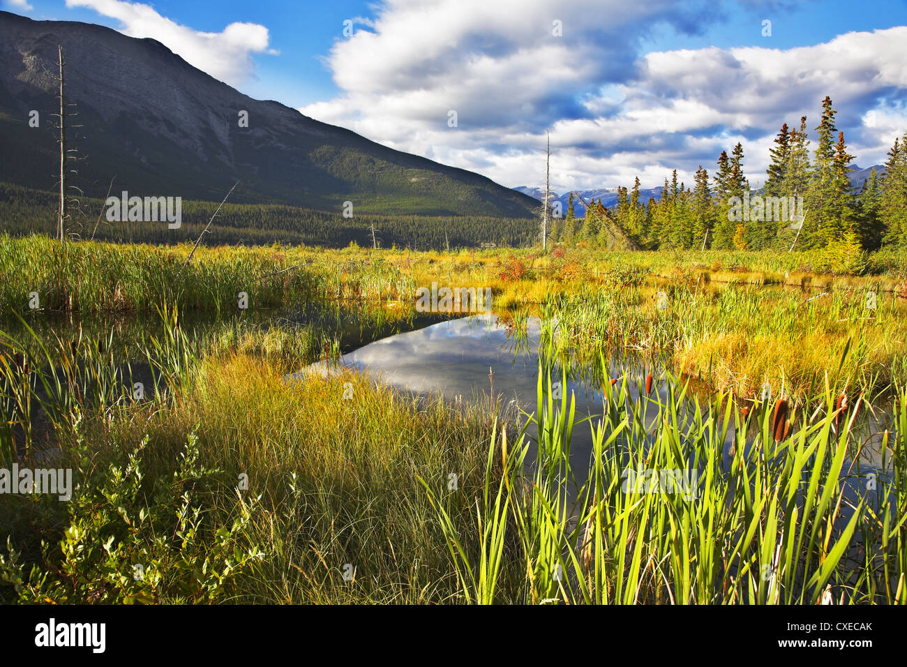 Mellow autumn in reserve of Northern Canada Stock Photo - Alamy