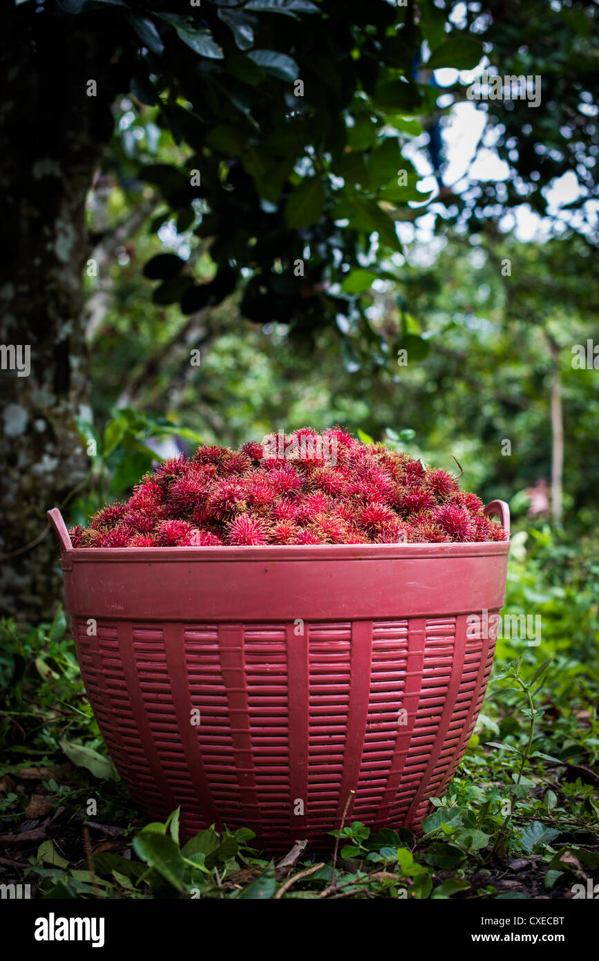 Rambutan tree hi-res stock photography and images - Alamy