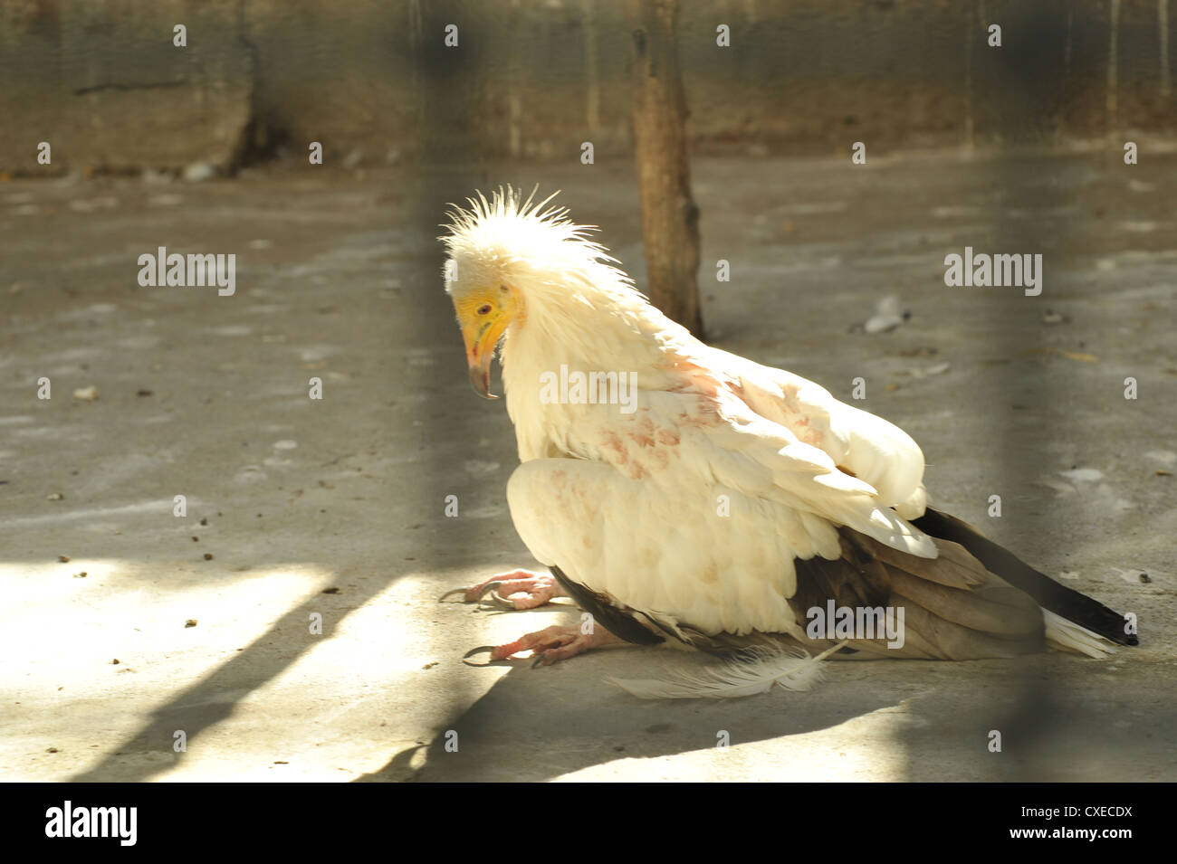 Eagle sleep hi-res stock photography and images - Alamy
