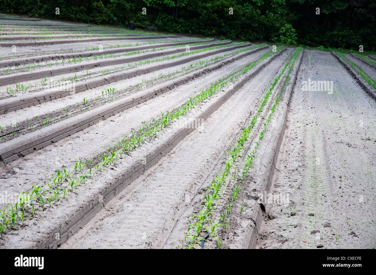 Scenic corn fields hi-res stock photography and images - Alamy