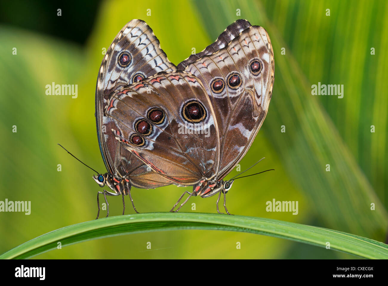 Blue Morpho Butterflies High Resolution Stock Photography and Images ...
