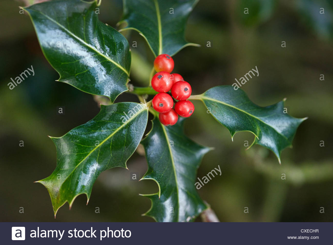 Ilex Aquifolium Stock Photos & Ilex Aquifolium Stock Images - Alamy
