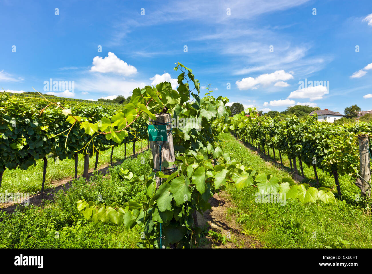 Vineyard of Pinot Blanc grape Stock Photo - Alamy