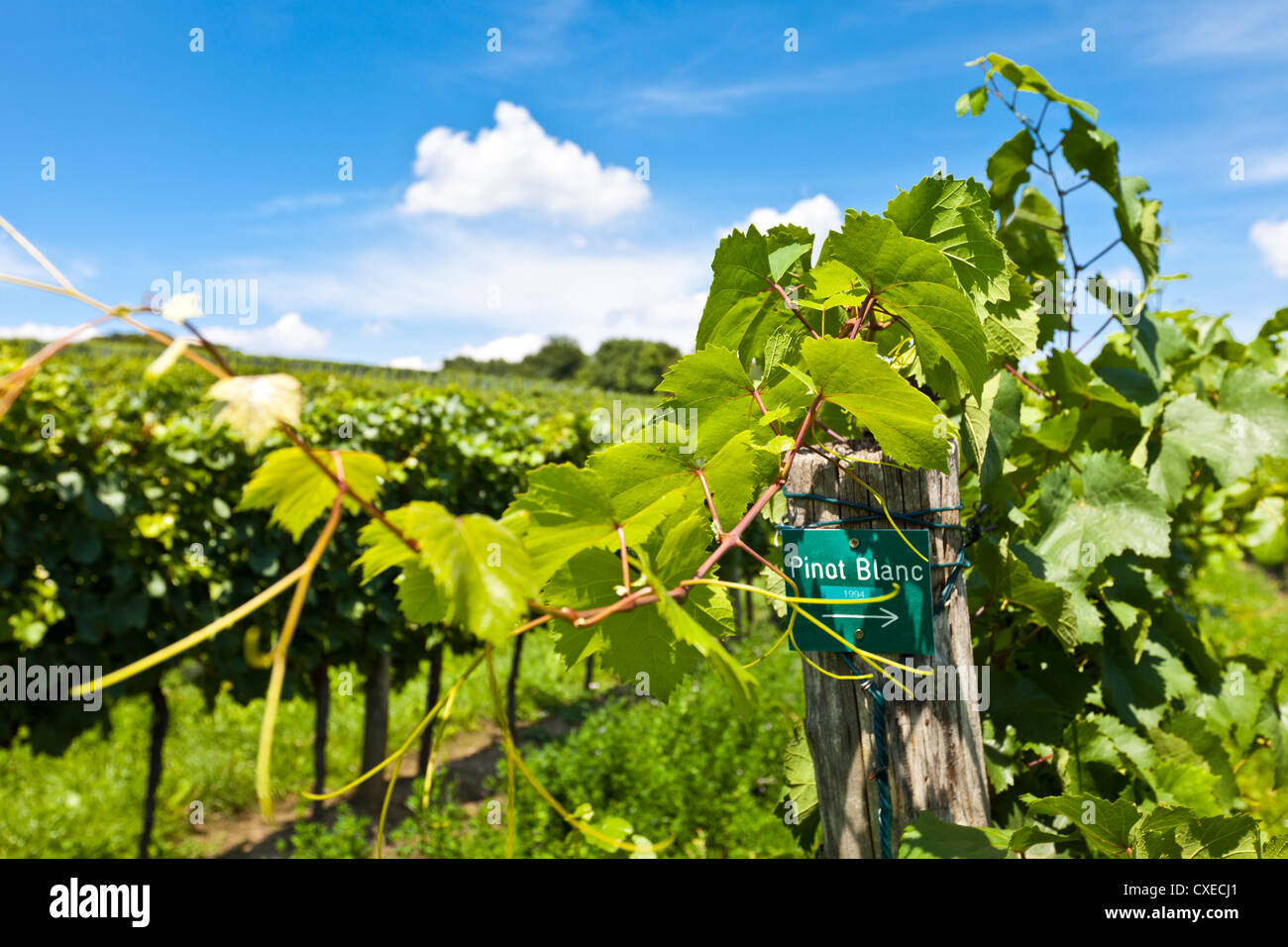 Vineyard pinot blanc grape hi-res stock photography and images - Alamy