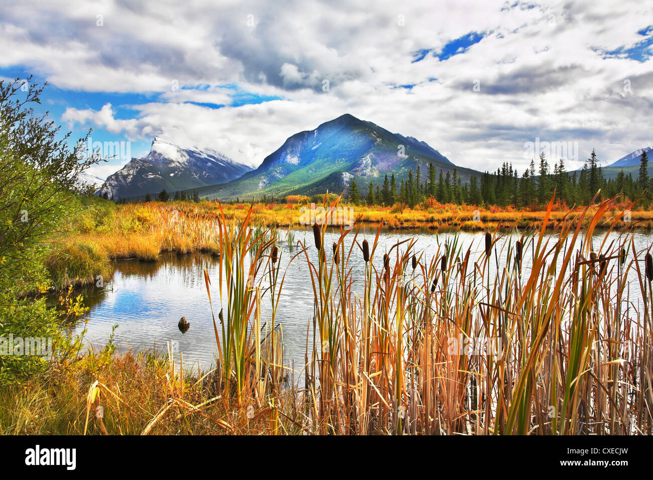 Bog land hi-res stock photography and images - Alamy