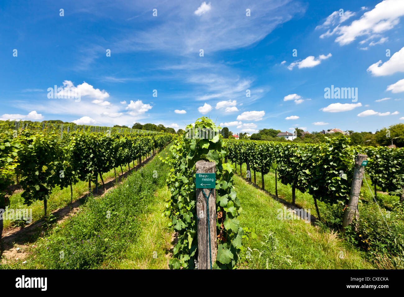 Vineyard of Riesling grape Stock Photo - Alamy