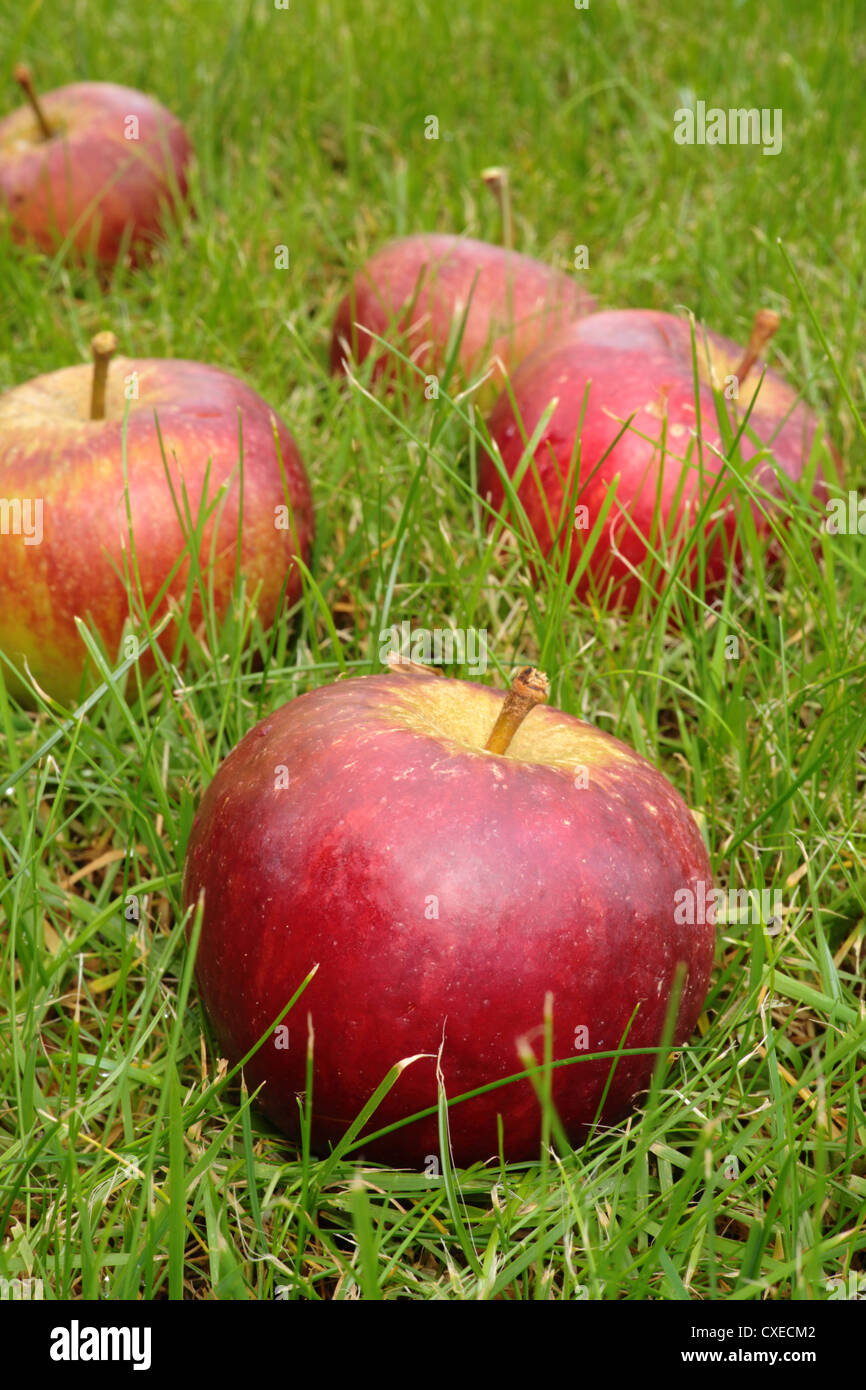 Apples fallen hi-res stock photography and images - Alamy