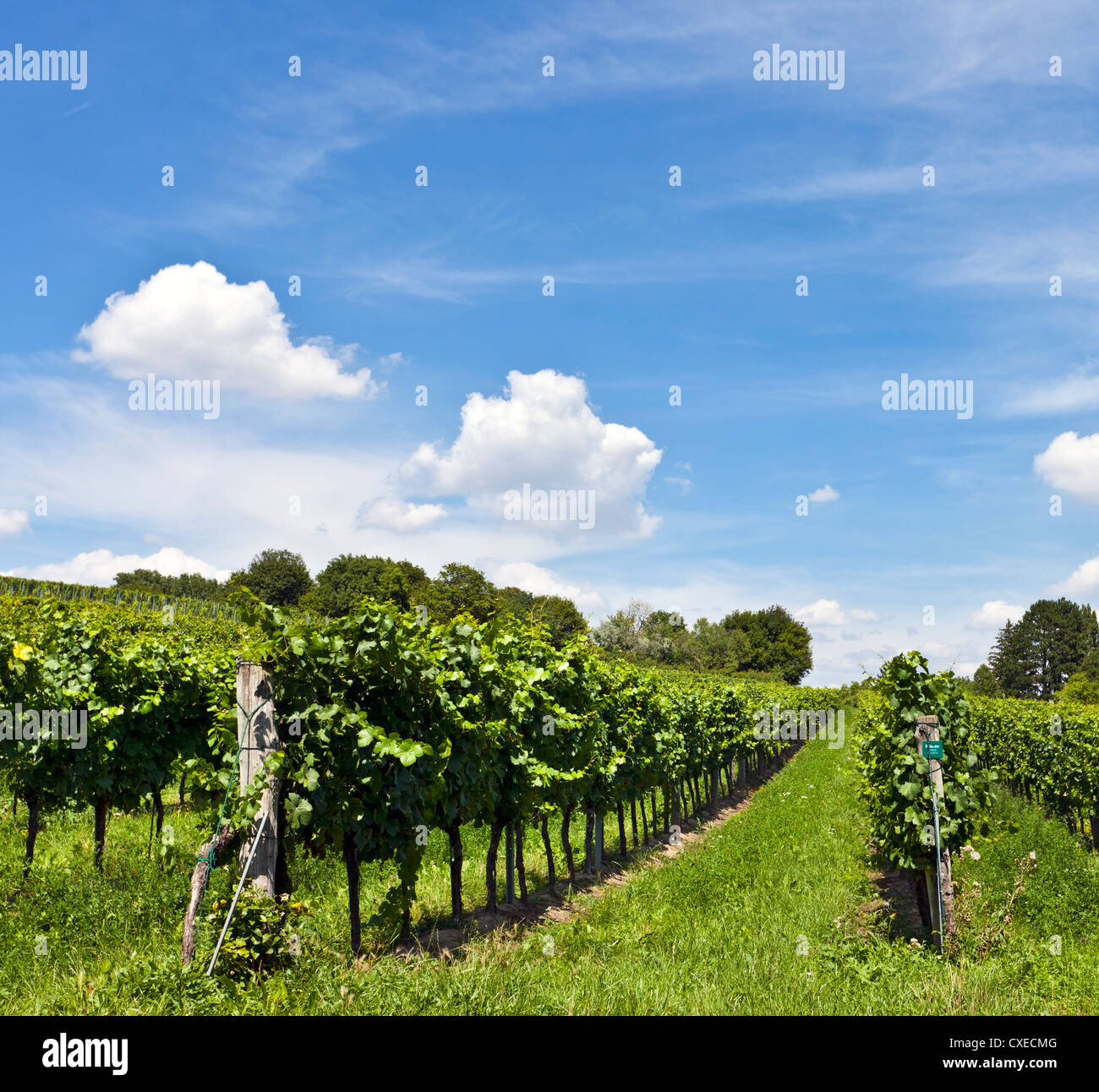 Cultivation wine vineyard row hi-res stock photography and images - Alamy