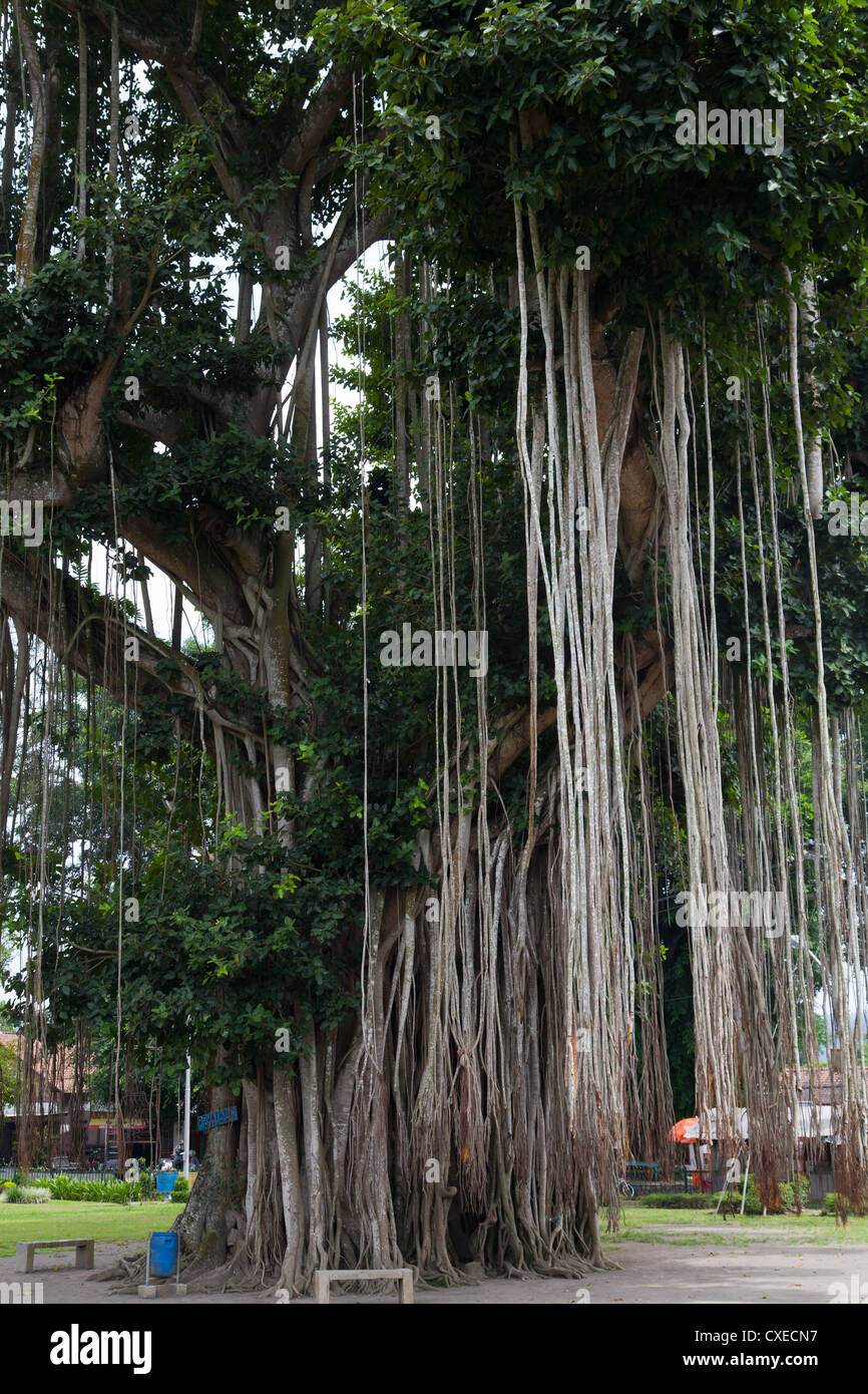 Java fig tree hi-res stock photography and images - Alamy