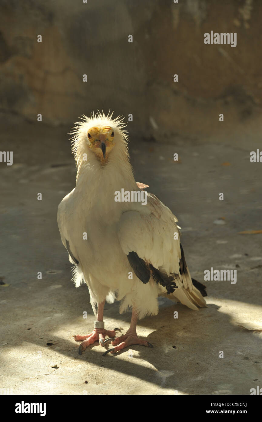 Birdes hi-res stock photography and images - Alamy