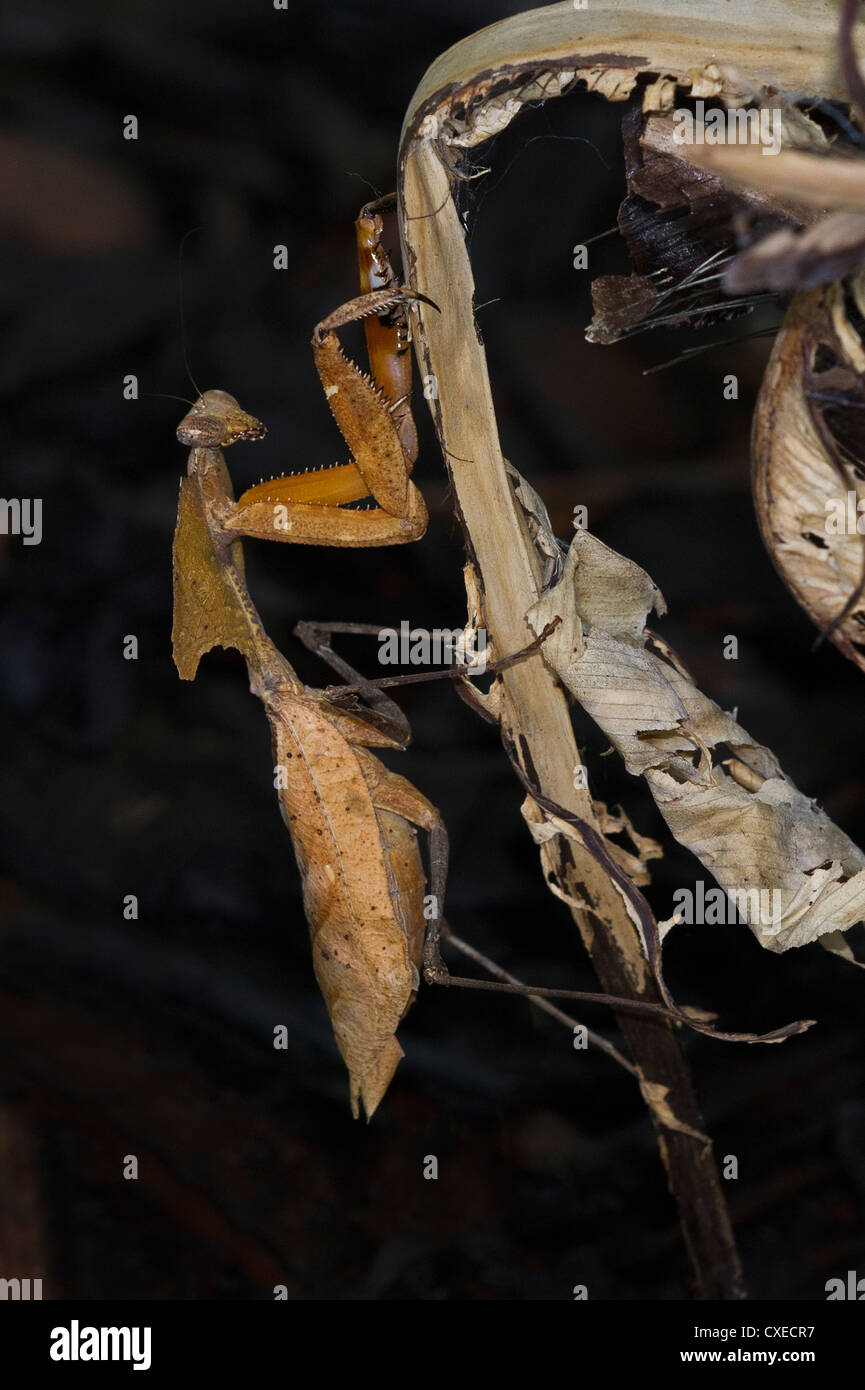 Leaf Mantis High Resolution Stock Photography and Images - Alamy