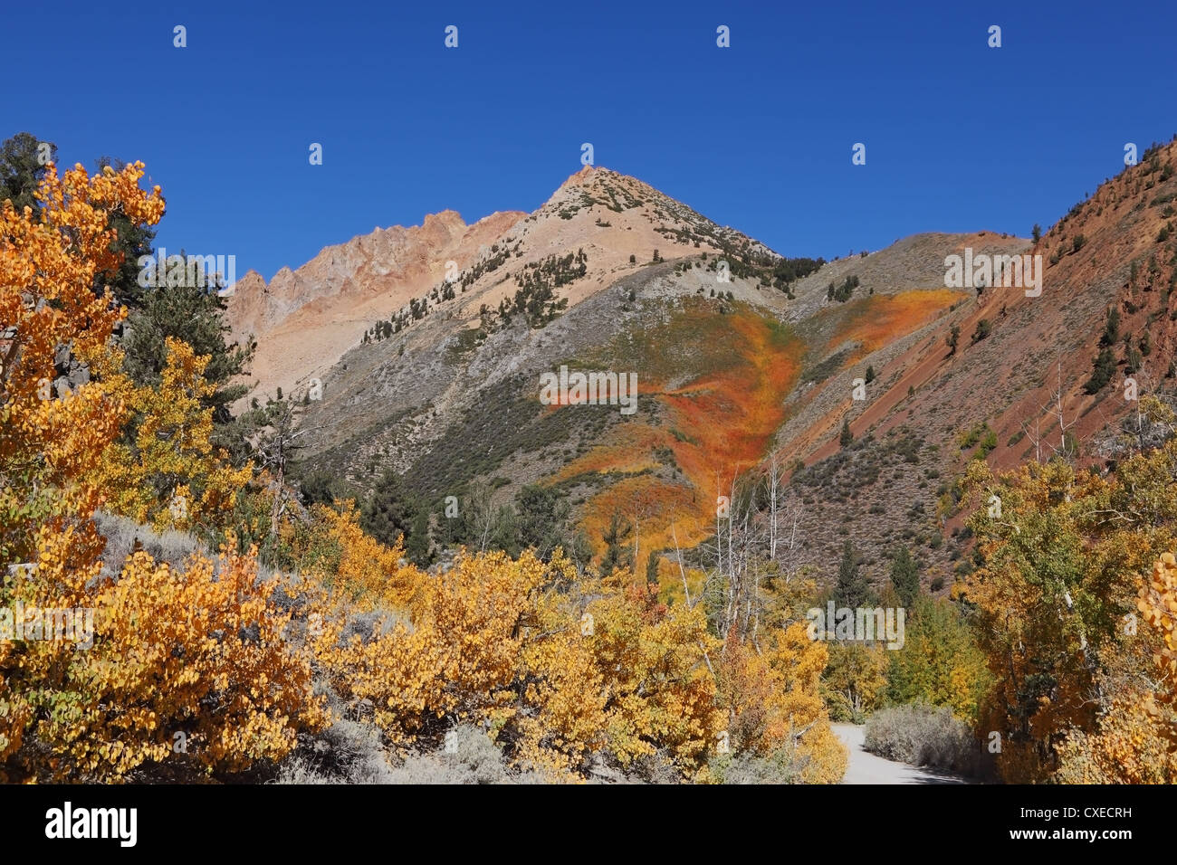 Red and gold colors hi-res stock photography and images - Alamy