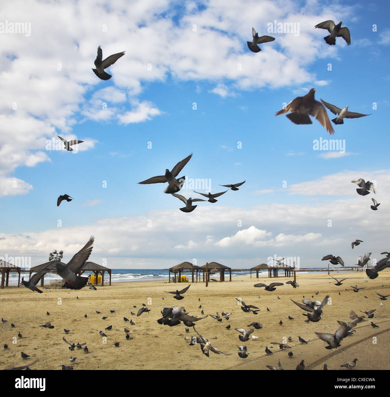 The flight pigeons was flied on sand Stock Photo - Alamy