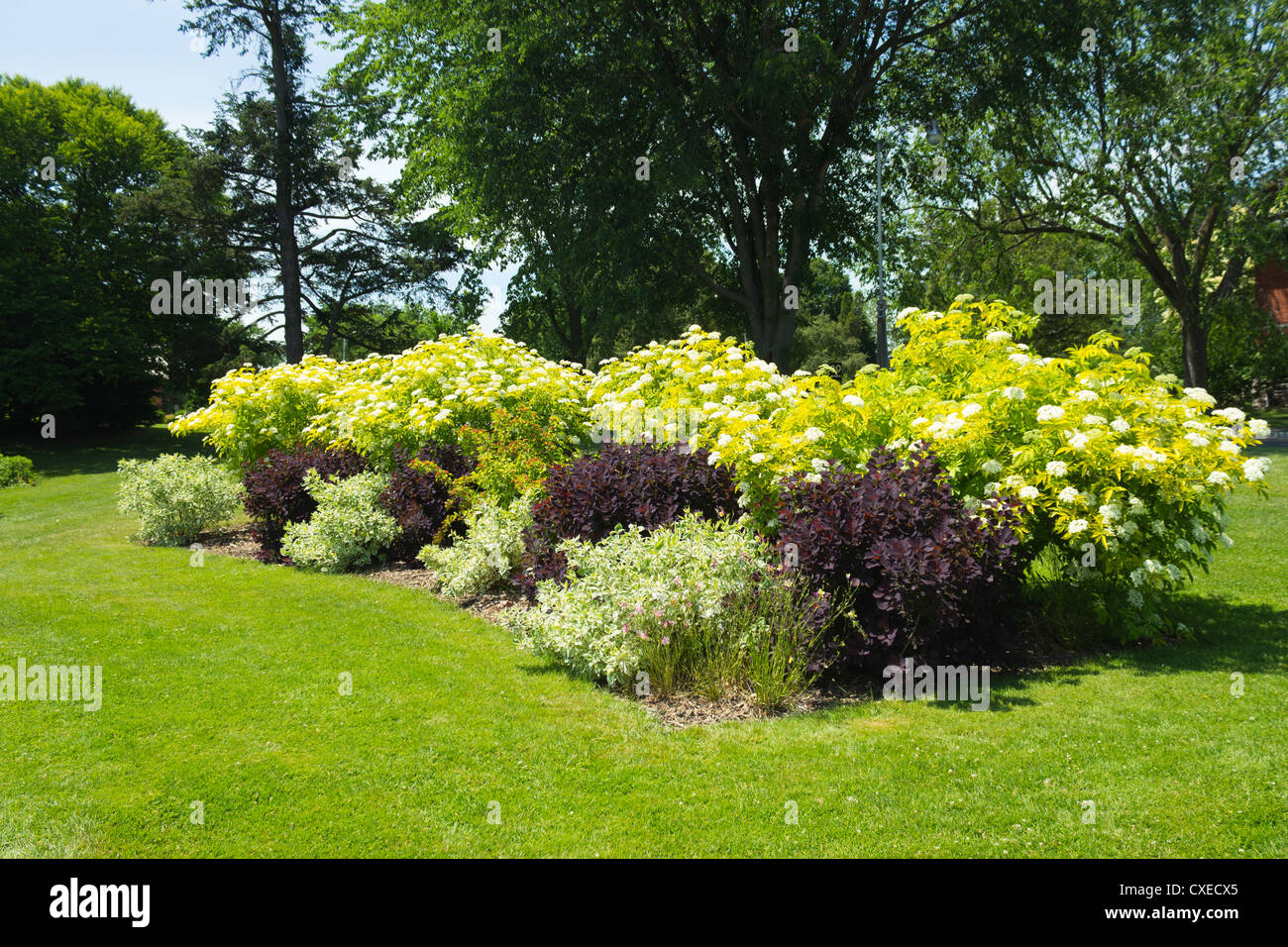 Bushes hi-res stock photography and images - Alamy