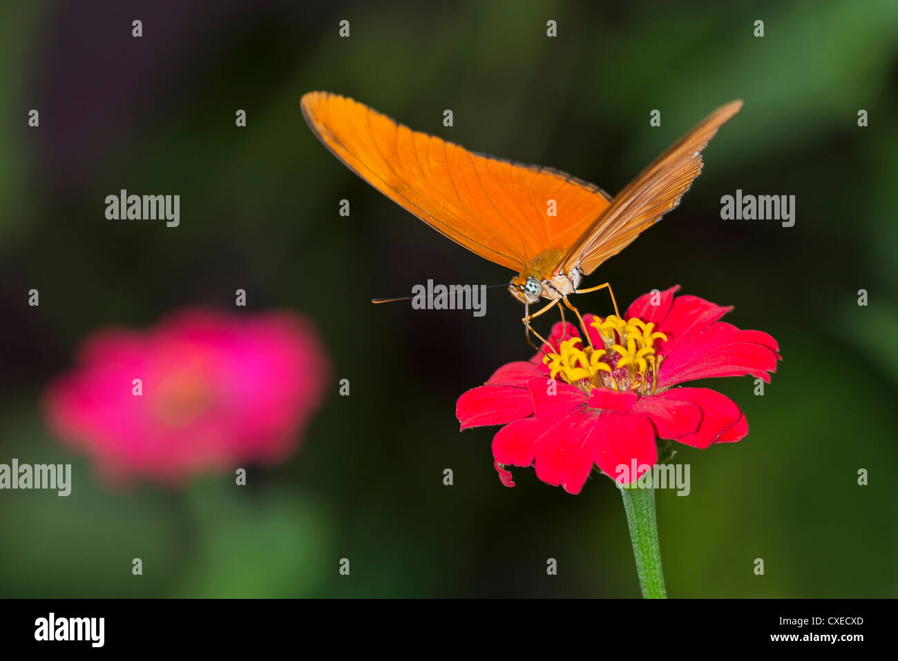 An adult Flame butterfly feeding Stock Photo - Alamy