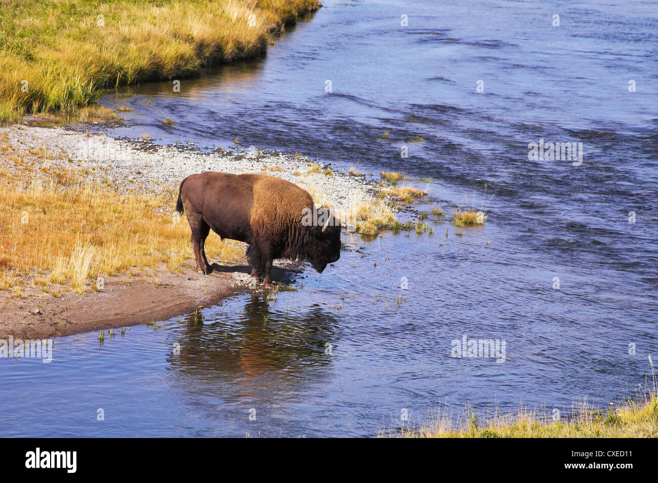 Bull bison drinking water hi-res stock photography and images - Alamy
