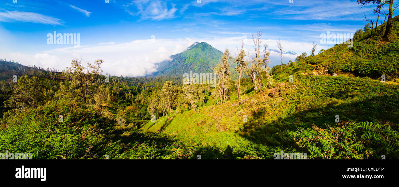 Java grass hi-res stock photography and images - Alamy