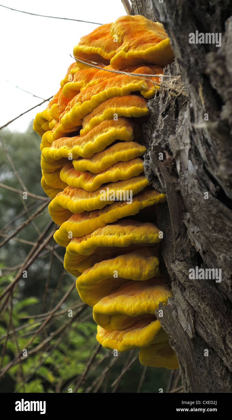 Giant Polypore Bracket fungus on side of old tree Stock Photo - Alamy