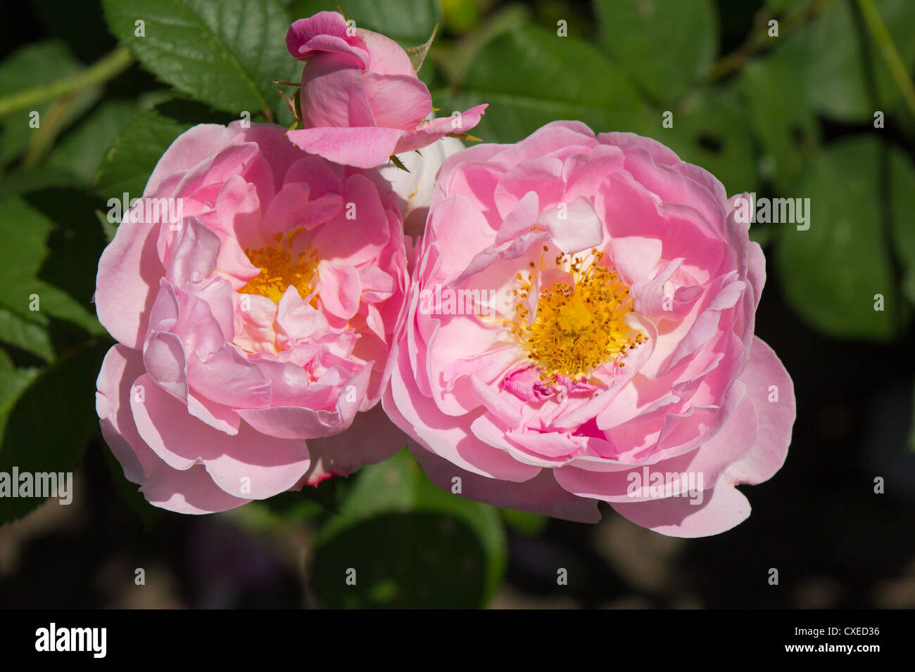 Constance spry rose hi-res stock photography and images - Alamy