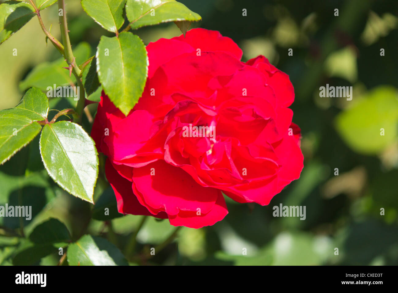 Dublin Bay rose in bloom in the garden Stock Photo - Alamy