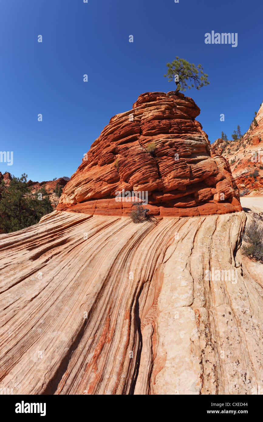 The famous jumping tree Stock Photo - Alamy