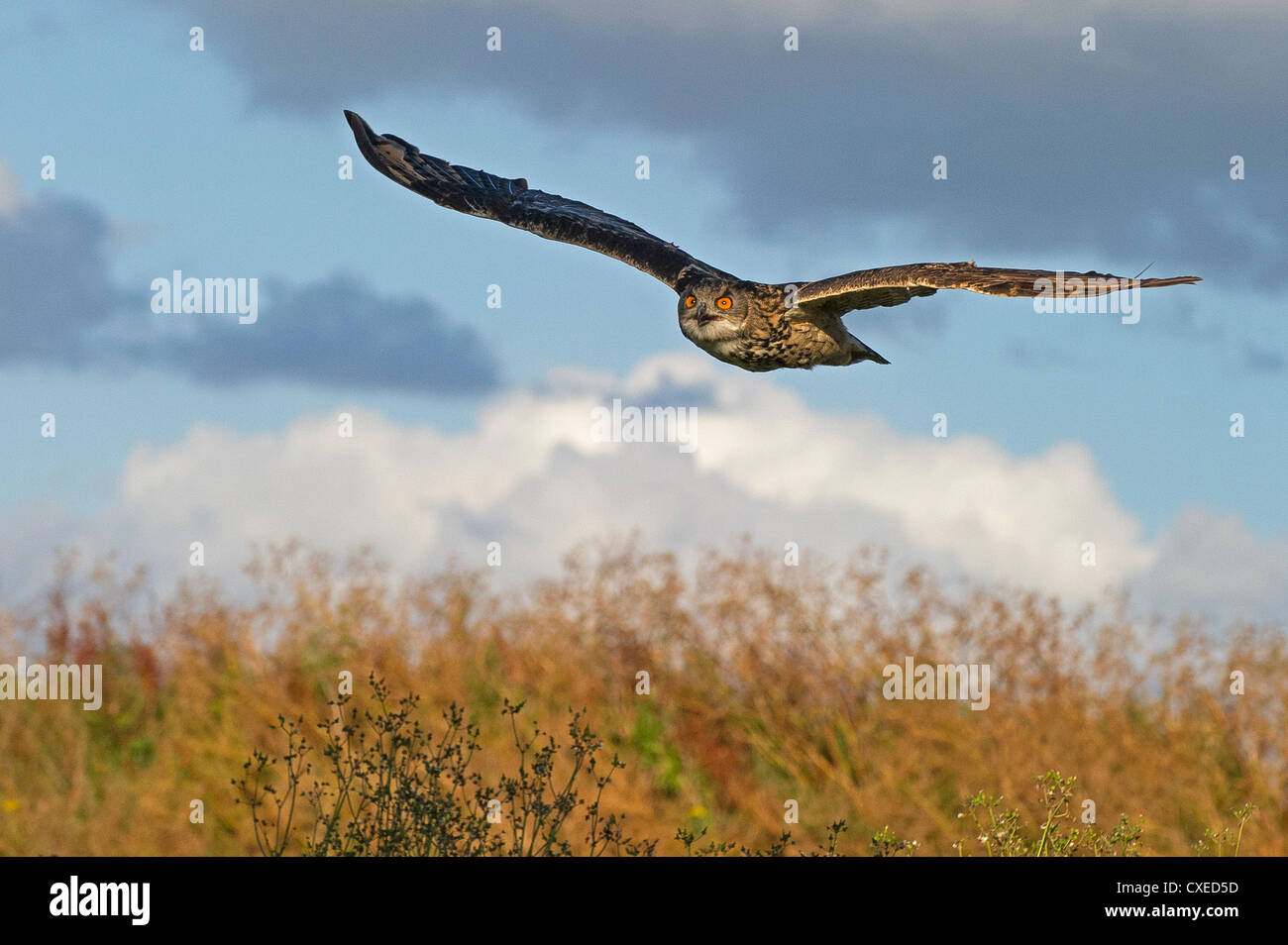 An adult European Eagle-owl flying Stock Photo - Alamy