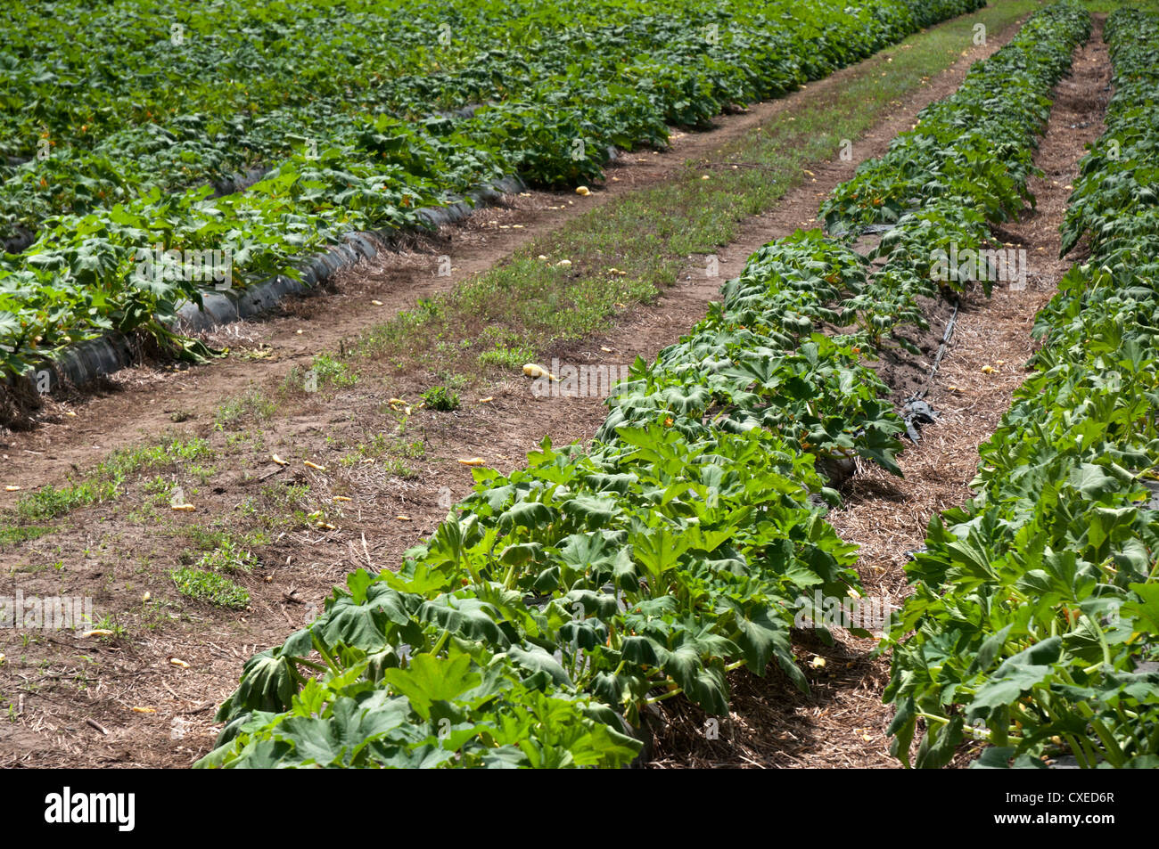 Boone Hall Plantation near Charleston, South Carolina squash growing in ...