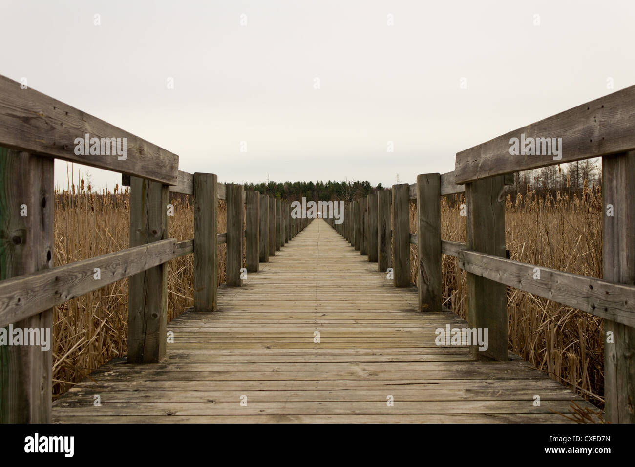 A boardwalk reaches out over a marsh Stock Photo - Alamy