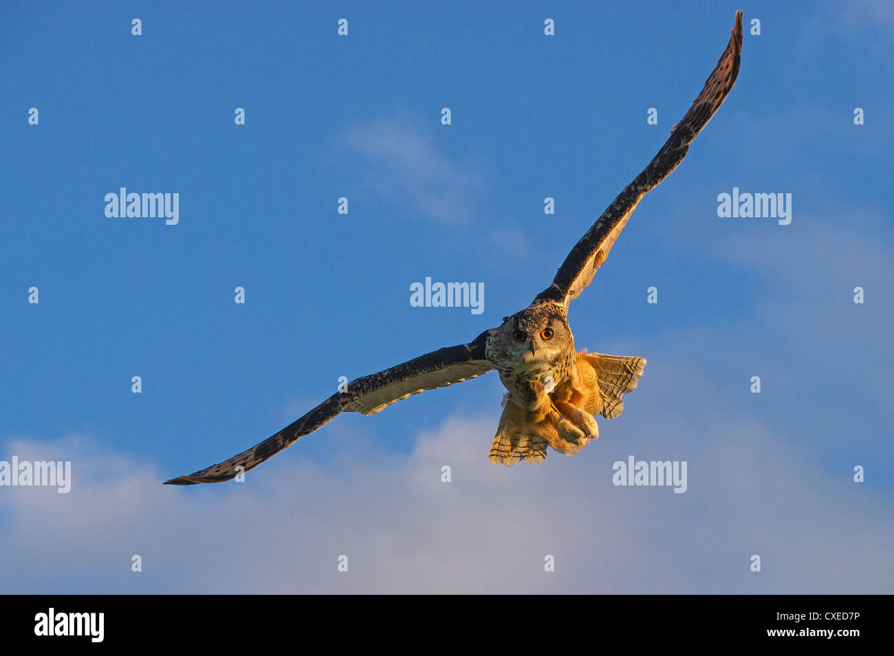 An adult European Eagle-owl flying Stock Photo - Alamy