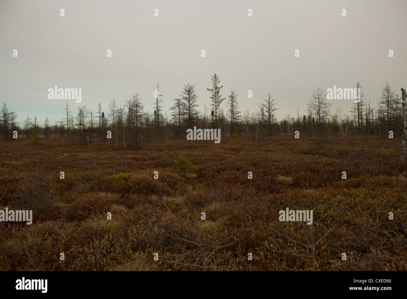 A peat moss conservation area Stock Photo - Alamy