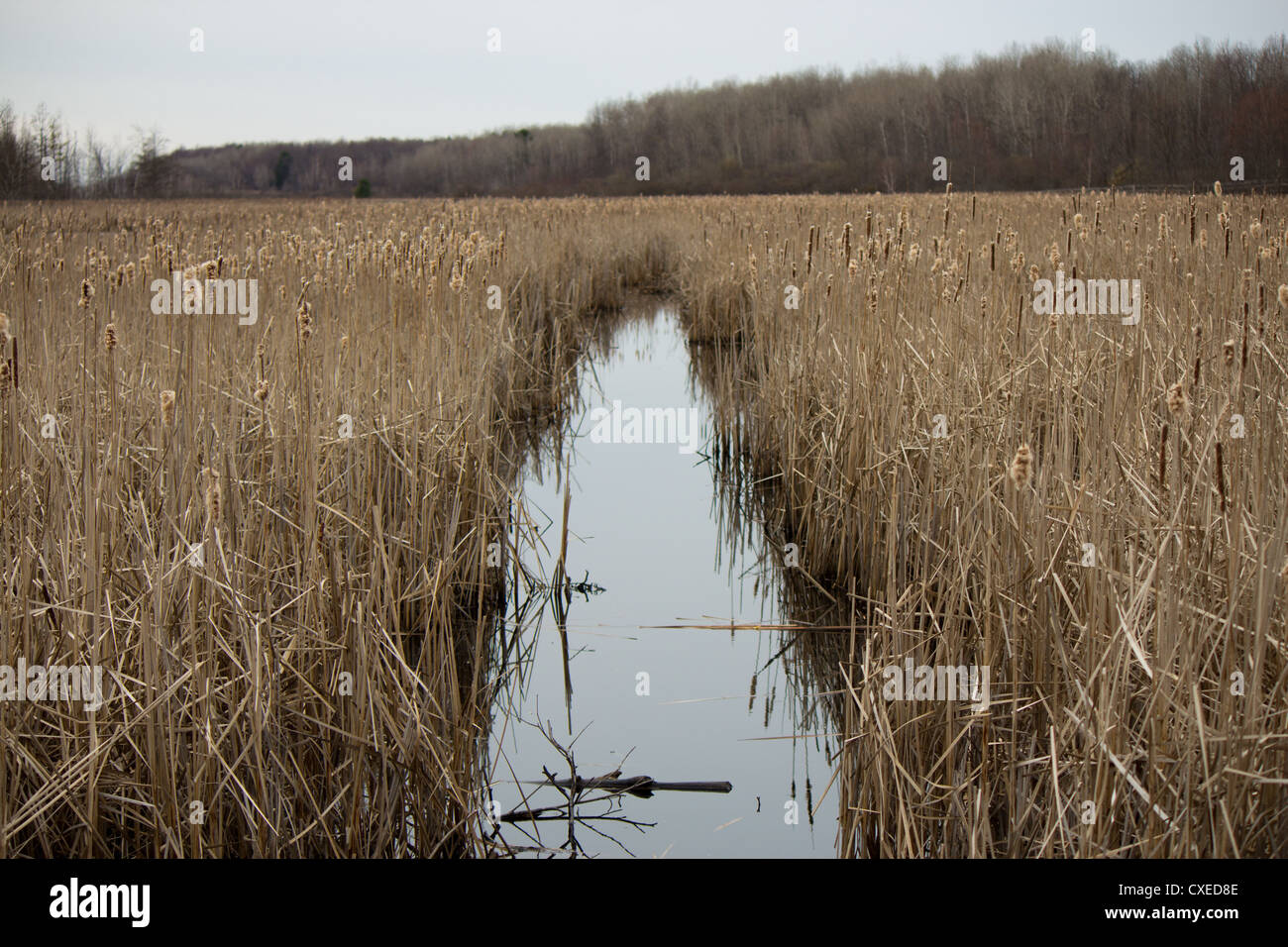 Marsh conservation hi-res stock photography and images - Alamy