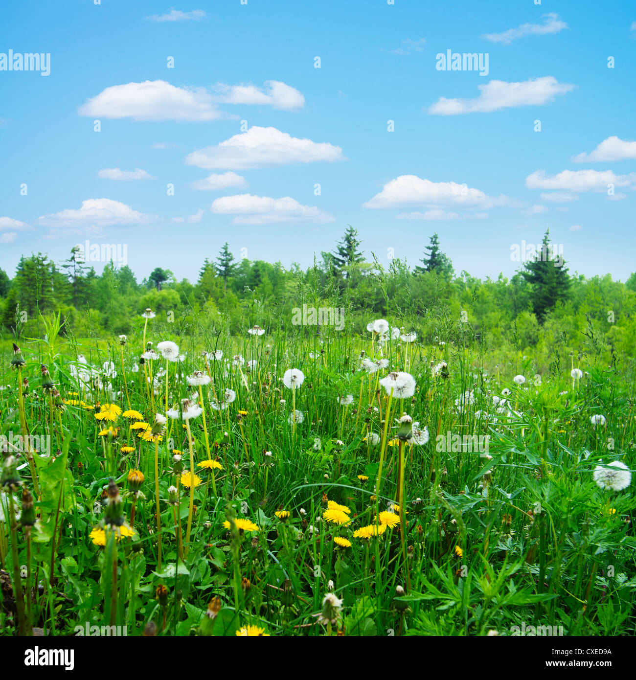 The beautiful rural scenery, dandelion flowers blooming Stock Photo - Alamy