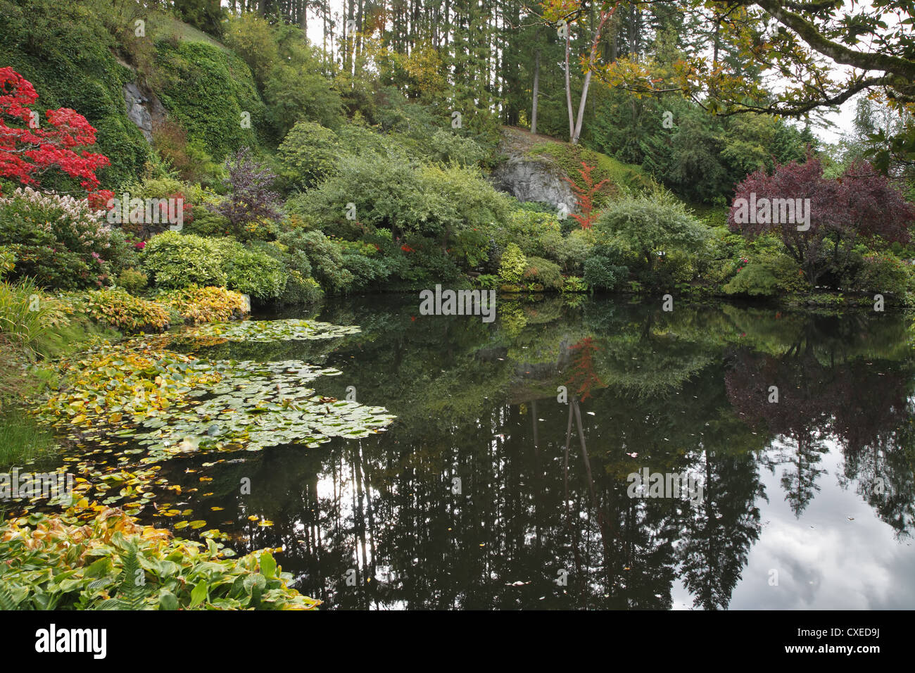 Canadian moss hi-res stock photography and images - Alamy