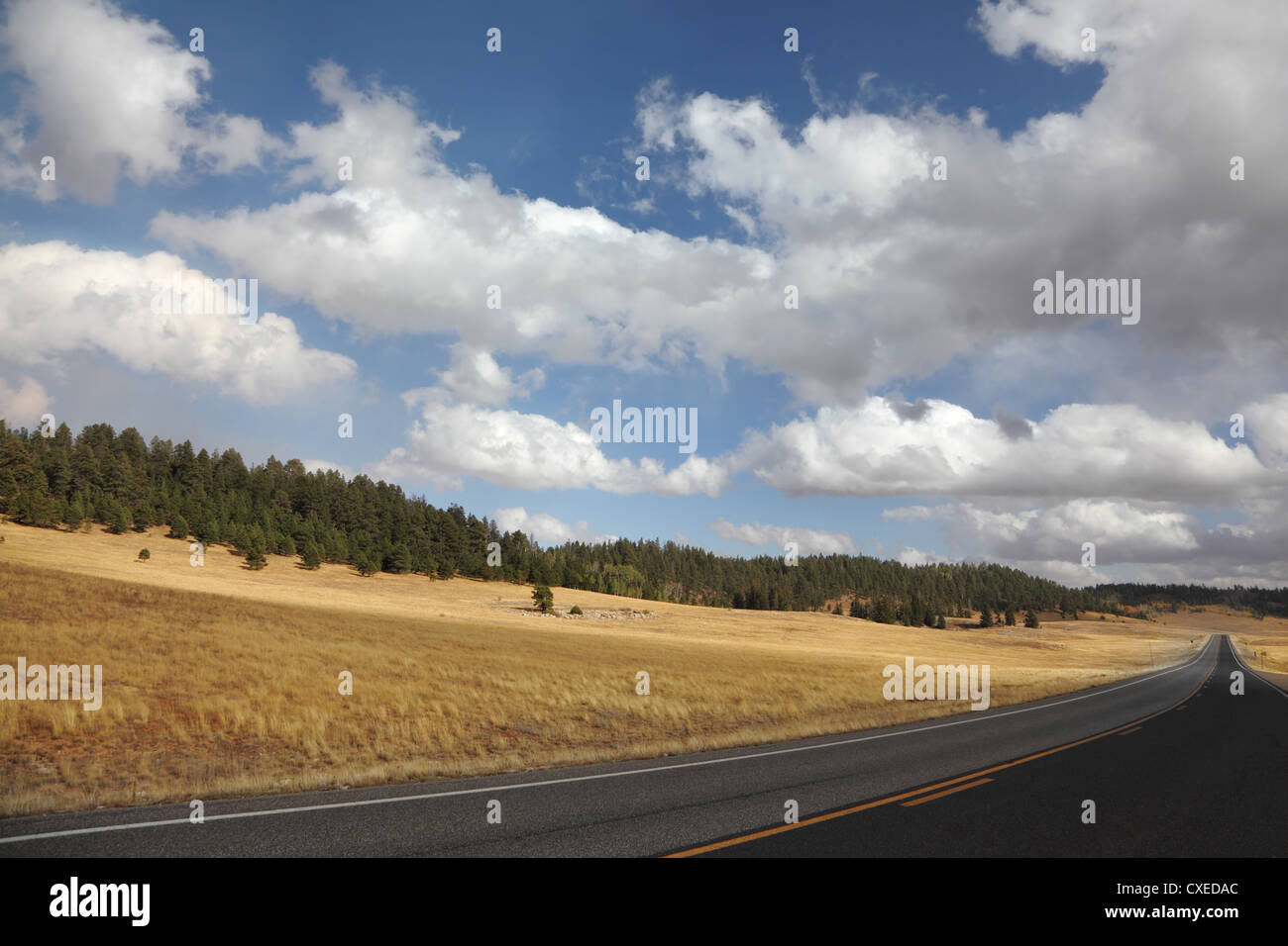 Road and yellow fields Stock Photo - Alamy