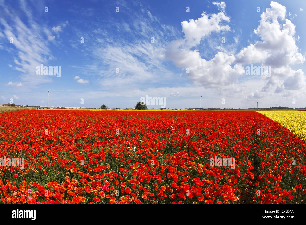 The flower field Stock Photo - Alamy