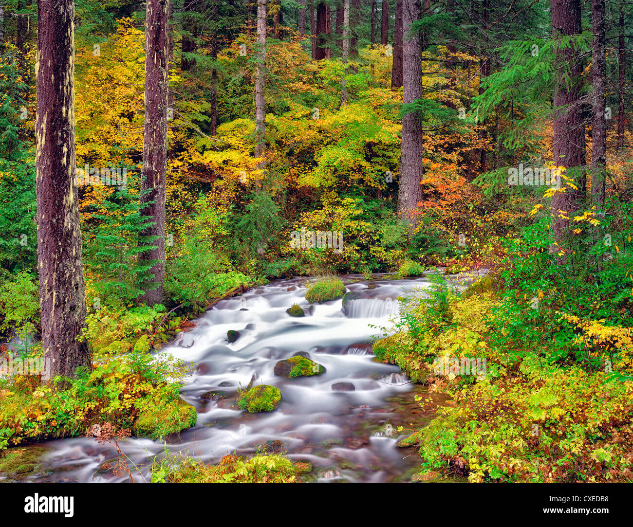 Roaring River with fall colors. Taken from Auferdeide National scenic ...