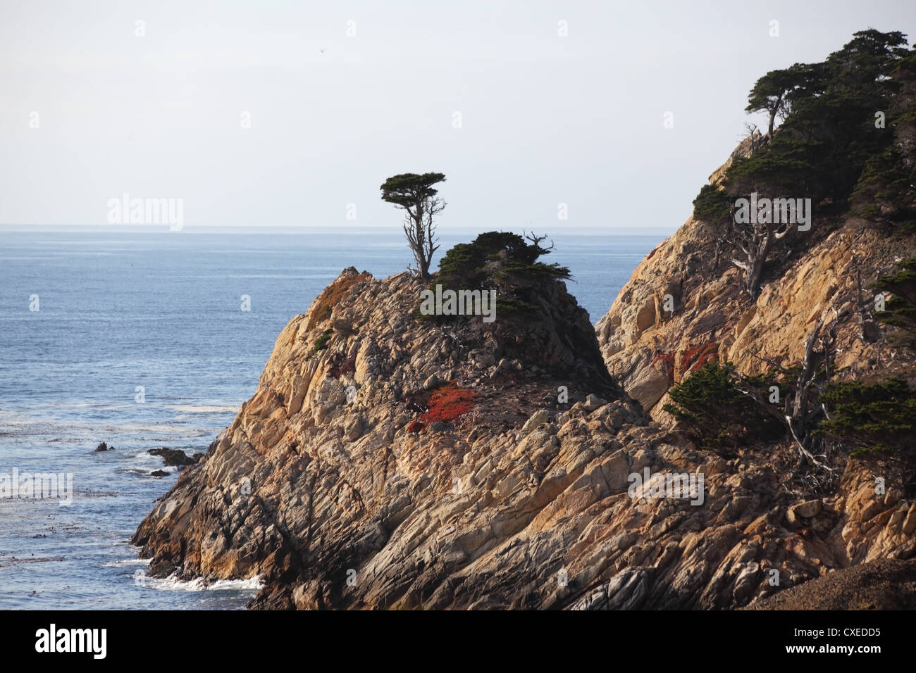 Tree patches hi-res stock photography and images - Alamy