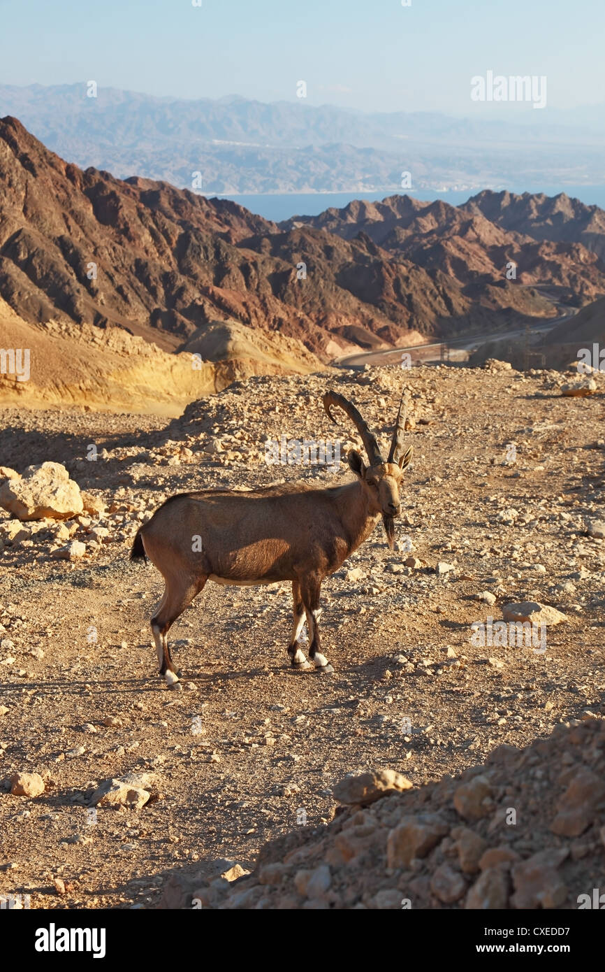 The mountain goat in stone desert. Israel Stock Photo - Alamy