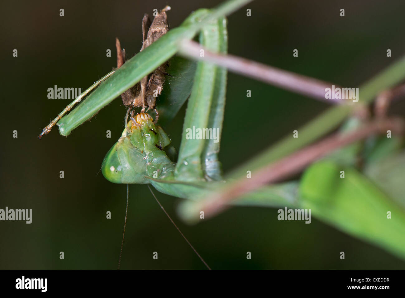 A Giant Asian Mantis eating a moth Stock Photo - Alamy