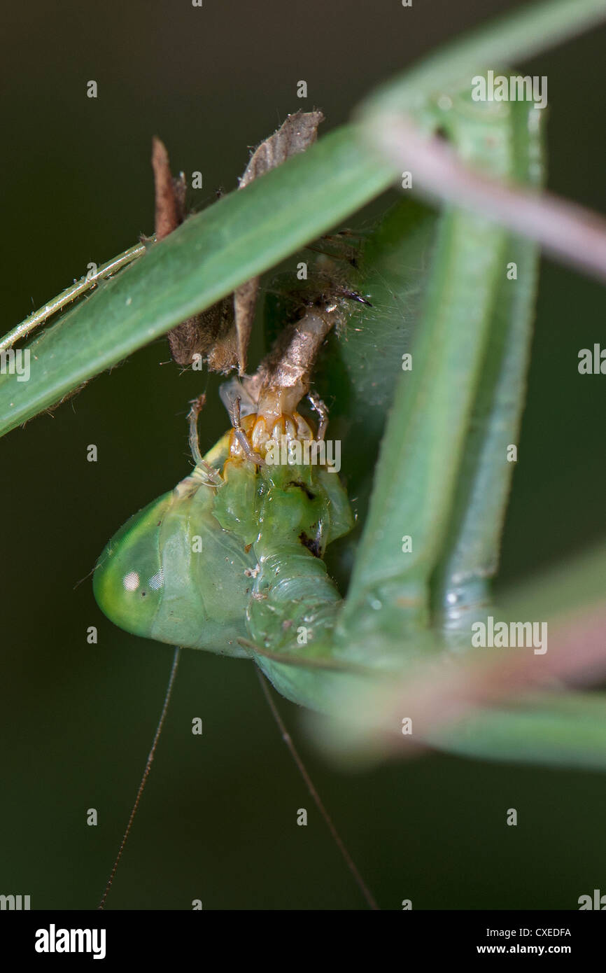 Asian moth hi-res stock photography and images - Alamy