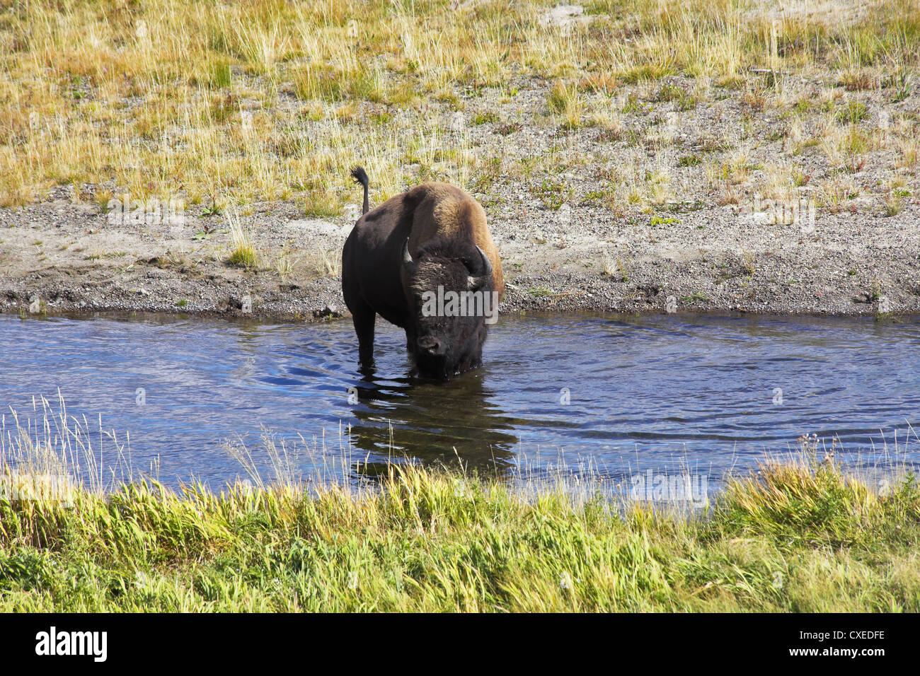 A watering place Stock Photo - Alamy