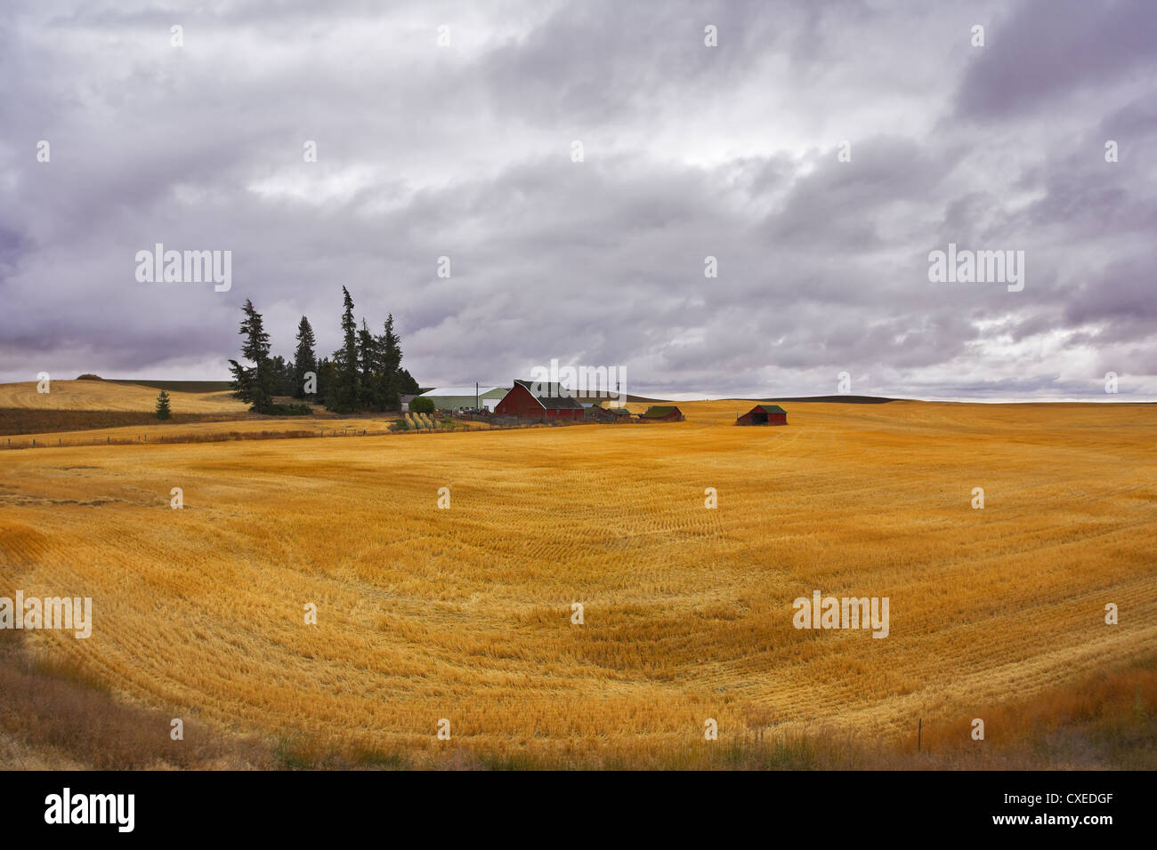 Small fields of wheat hi-res stock photography and images - Alamy