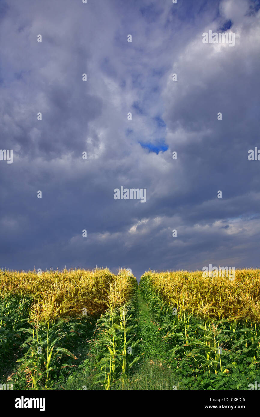 Hedge field boundary hi-res stock photography and images - Alamy