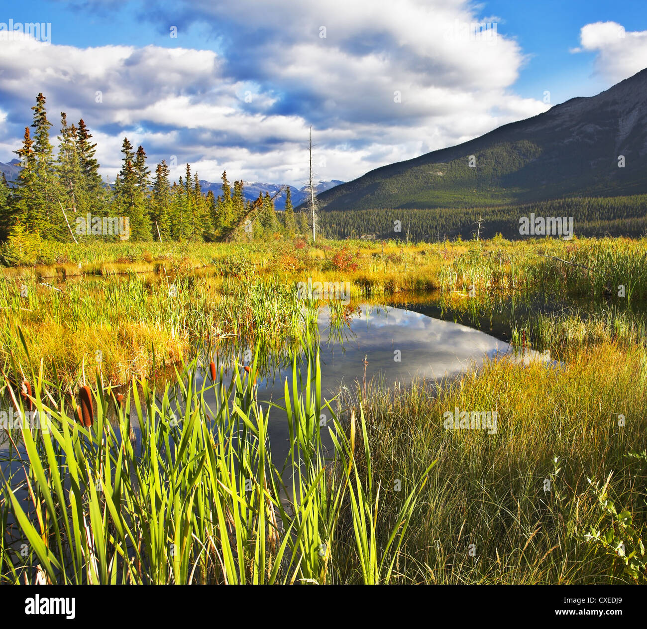 Fine autumn in reserve of Northern Canada Stock Photo - Alamy
