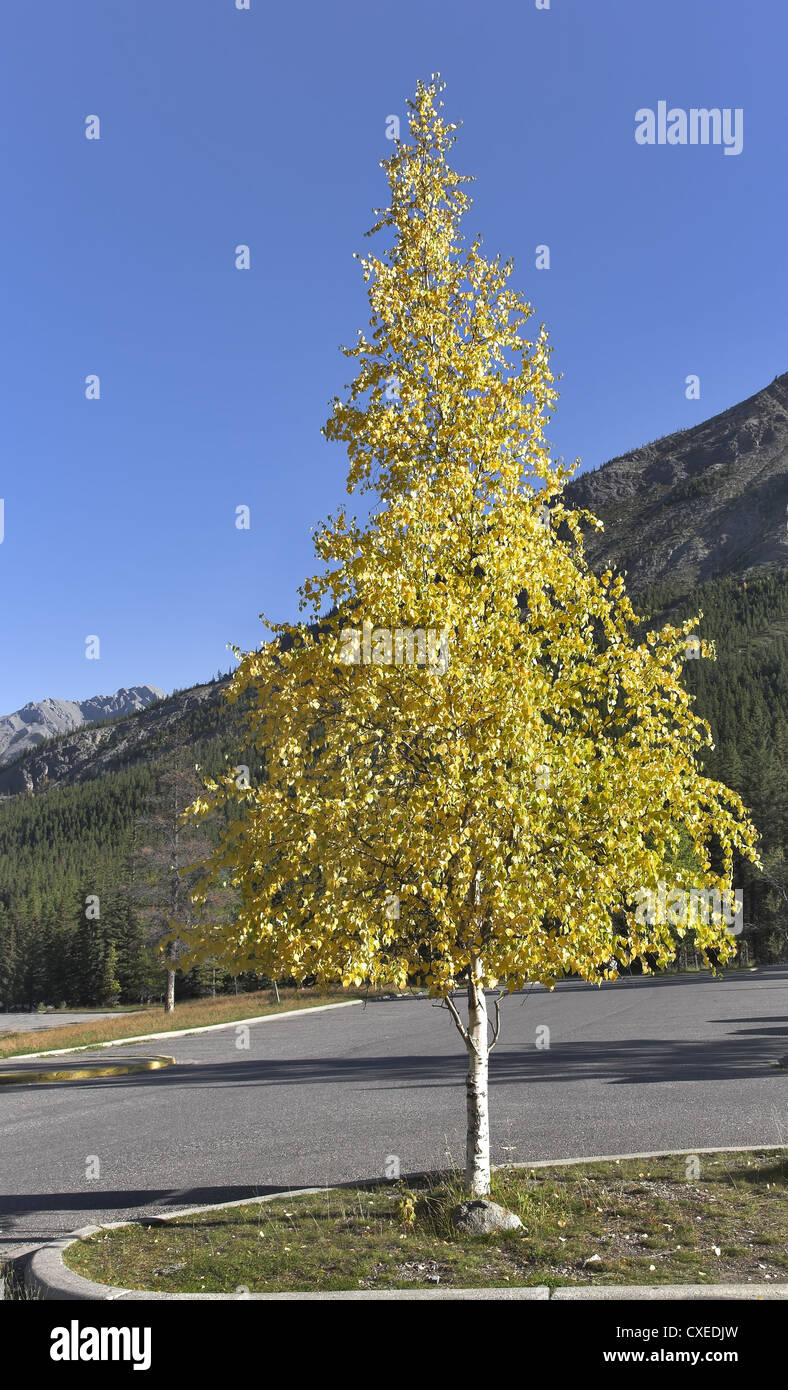Small foreground tree hi-res stock photography and images - Alamy