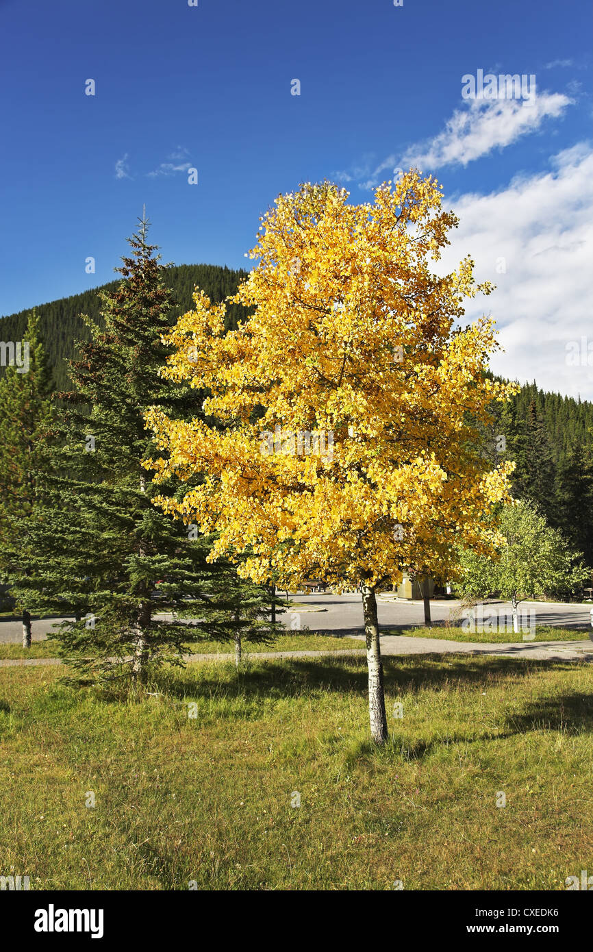 The autumn foliage Stock Photo - Alamy