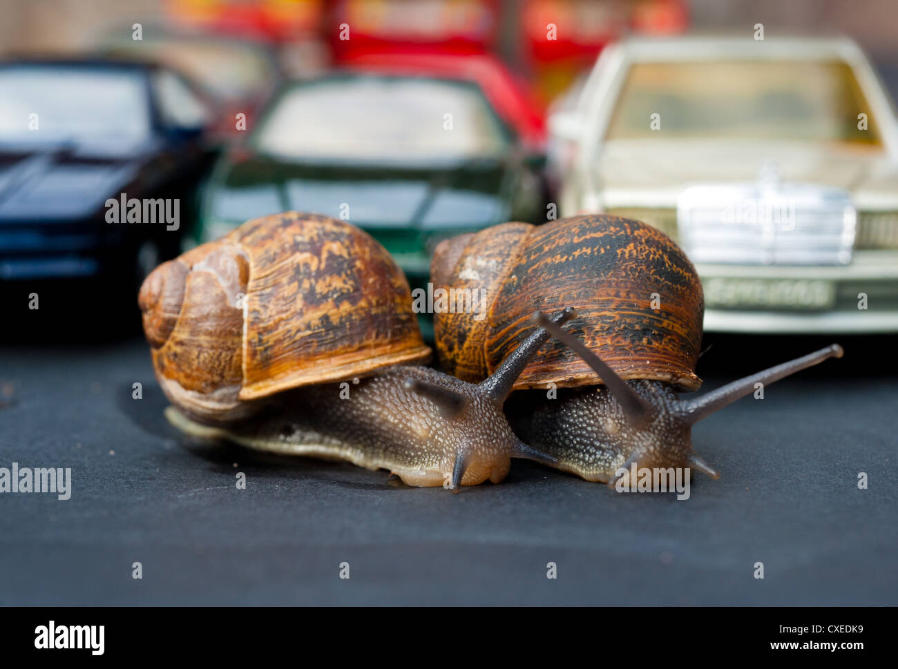 A snails pace hi-res stock photography and images - Alamy