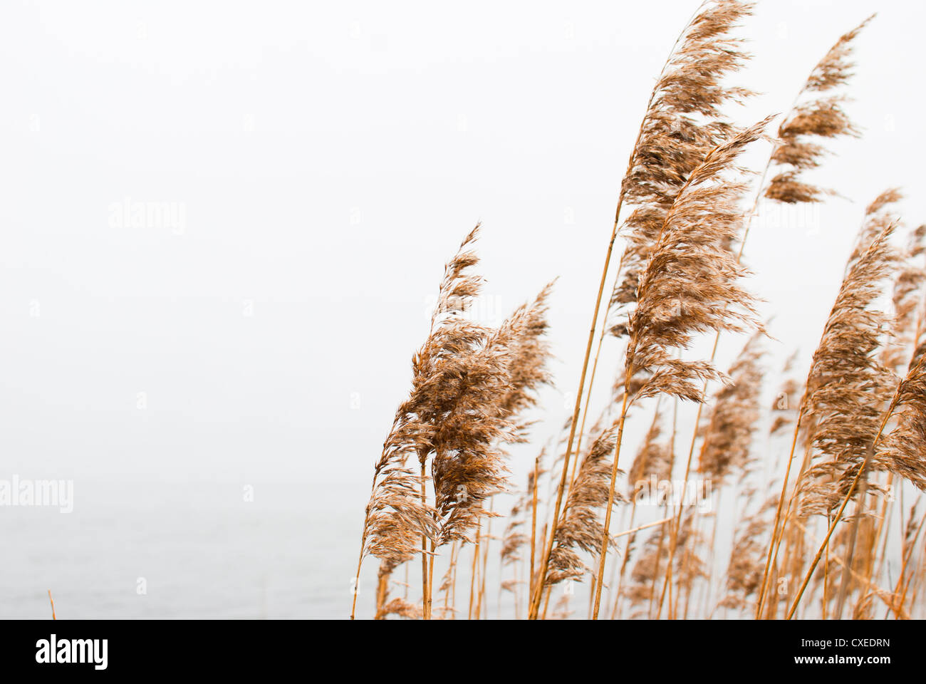 Landscape with a cane Stock Photo - Alamy