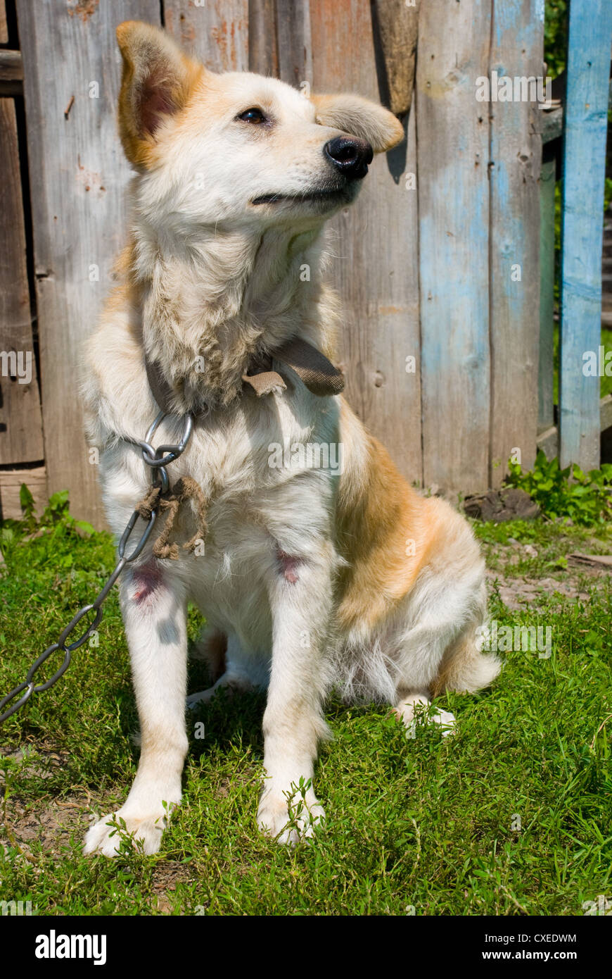 The dog in the village Stock Photo - Alamy